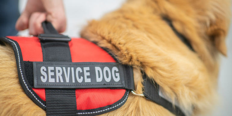 Cruise Line Service Animal Policies
