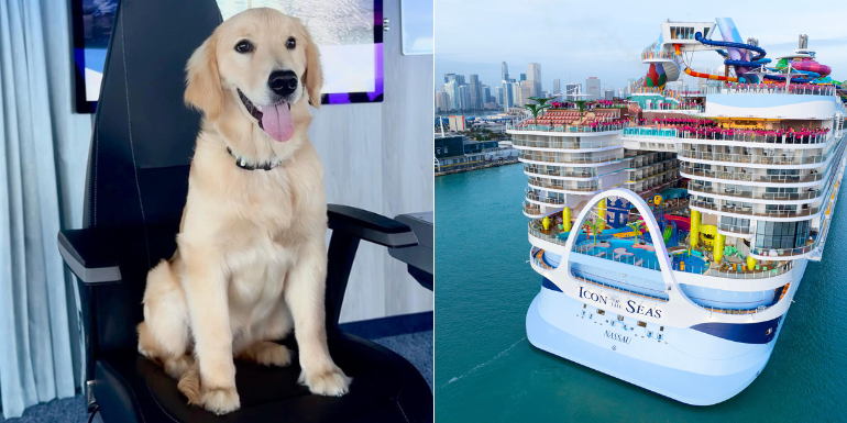 Meet Rover, Chief Dog Officer to Icon of the Seas