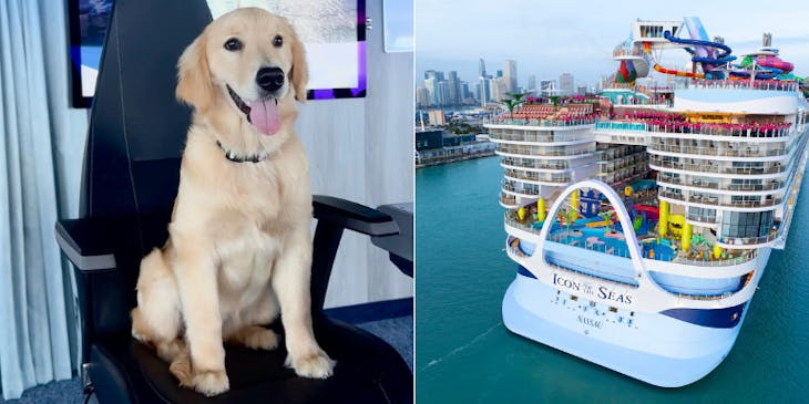 Meet Rover, Chief Dog Officer to Icon of the Seas
