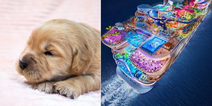 Introducing Sailor, Chief Dog Officer of Star of the Seas