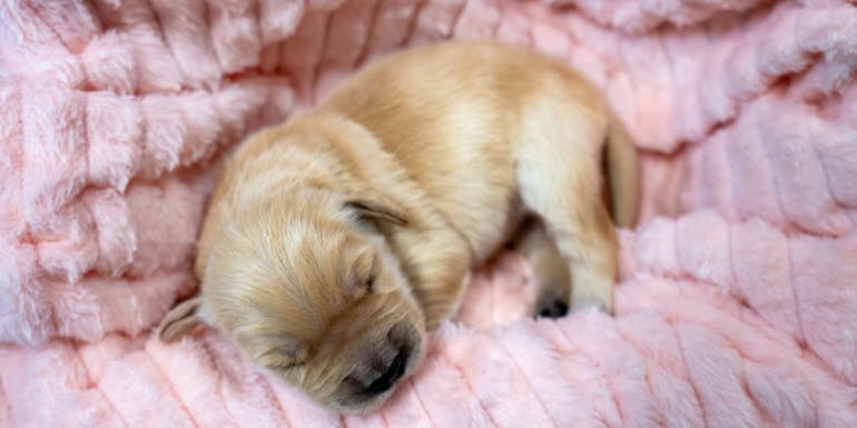 Introducing Sailor, Chief Dog Officer of Star of the Seas